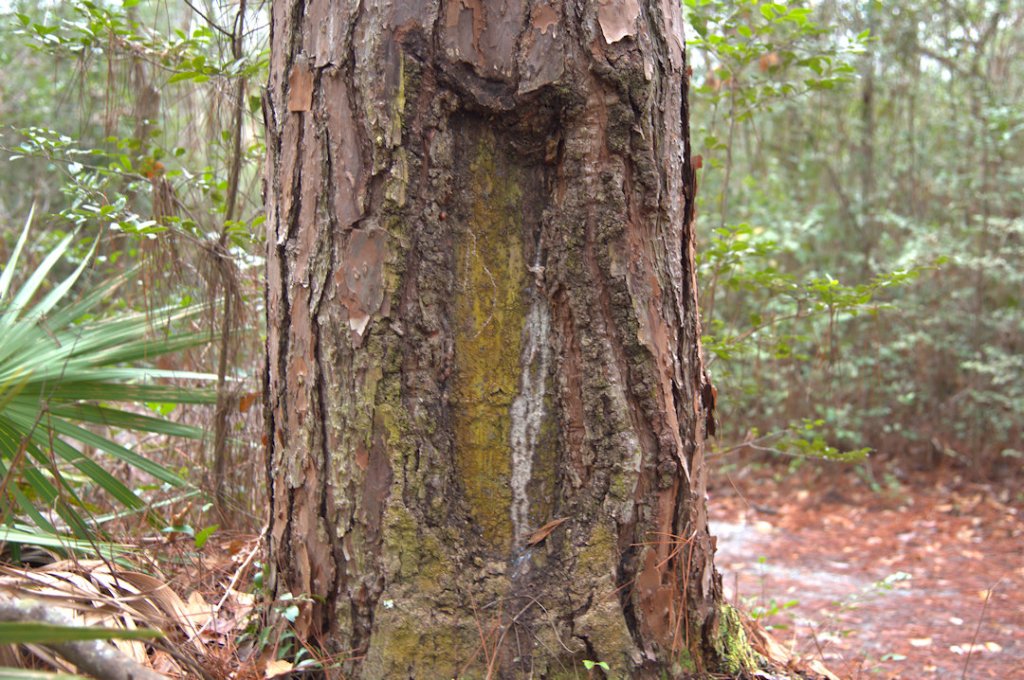 Catfaces: Silent Witnesses of a Lost Industry | Vanishing Georgia ...