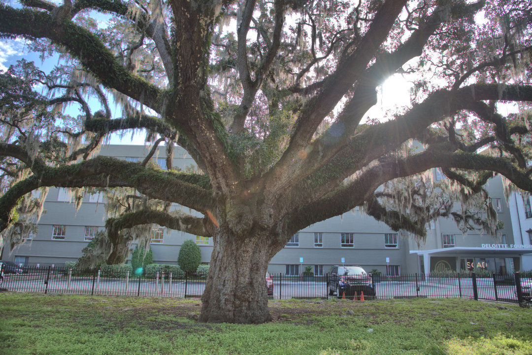 Candler Oak, Savannah | Vanishing Georgia: Photographs by Brian Brown
