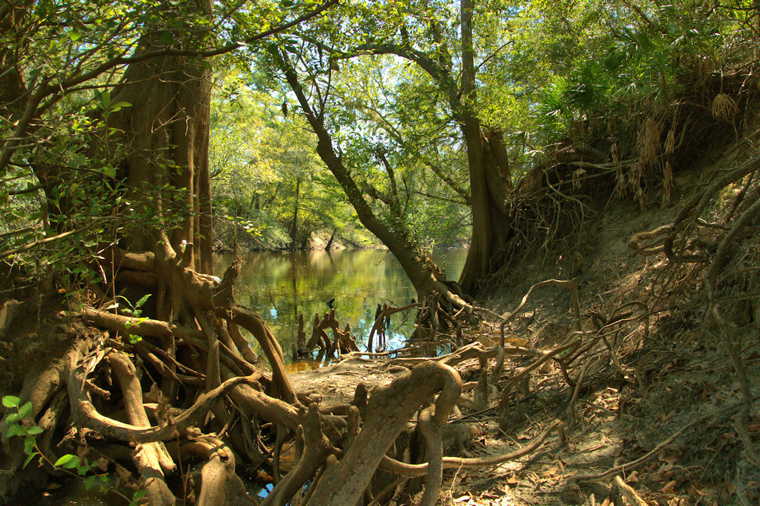 Little River, Cook County | Vanishing Georgia: Photographs by Brian Brown