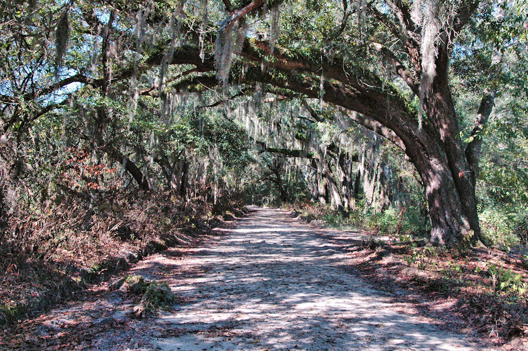 Canopy Road, Coffee County | Vanishing Georgia: Photographs by Brian Brown