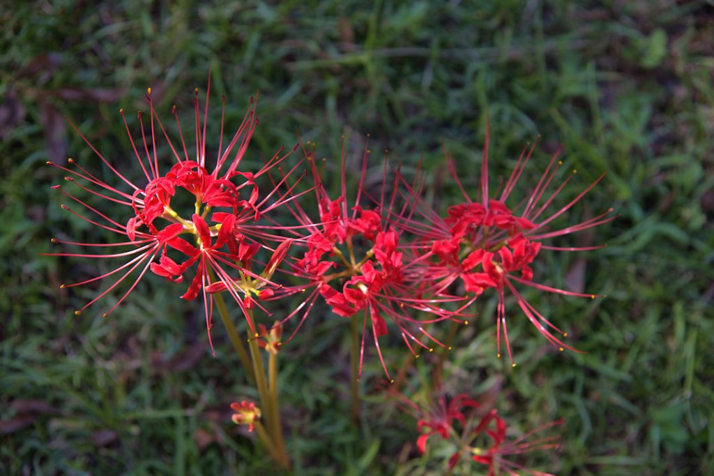 Red Spider Lilies, Webster County | Vanishing Georgia: Photographs by ...