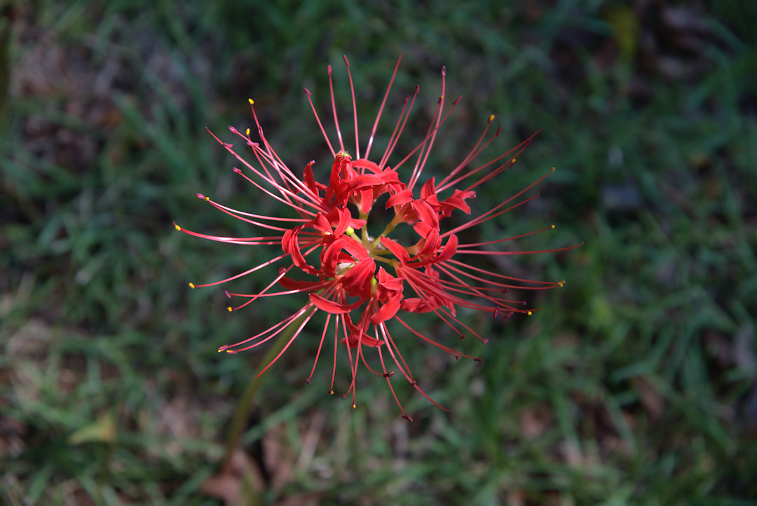 Red Spider Lilies, Webster County | Vanishing Georgia: Photographs by ...