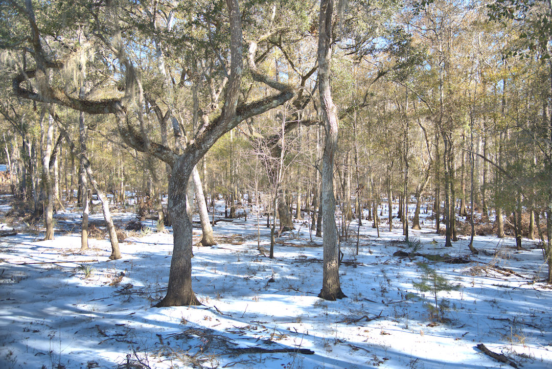 Winter Storm Enzo 2025: Griffin Ridge WMA | Vanishing Georgia ...