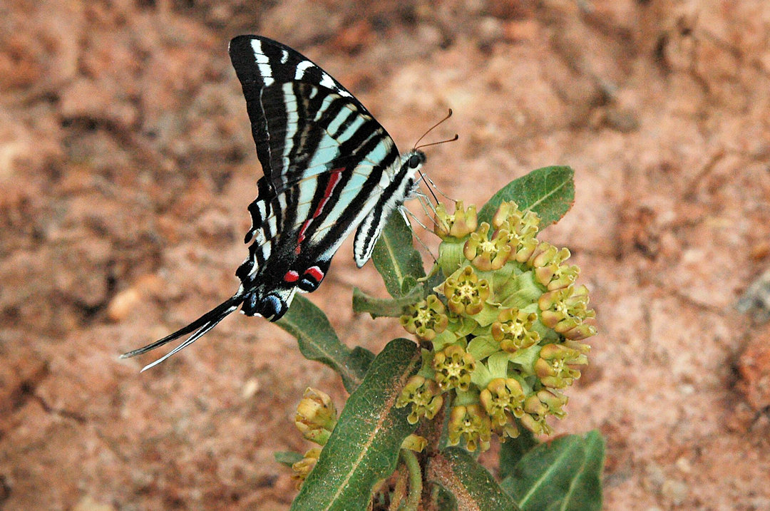 Zebra Swallowtail, Ben Hill County | Vanishing Georgia: Photographs by ...