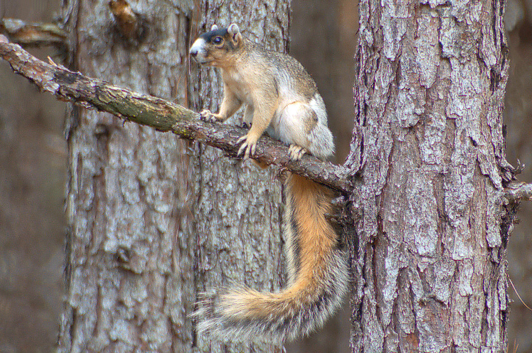 Eastern Fox Squirrel, Irwin County | Vanishing Georgia: Photographs by ...
