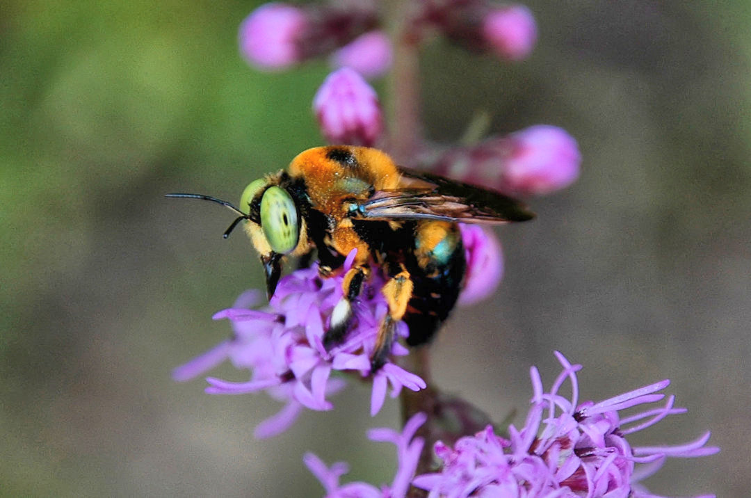 Native Bee, Sansavilla WMA, Wayne County | Vanishing Georgia ...